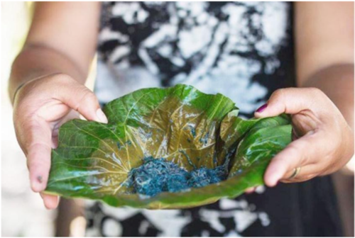 Palolo worms - A Pacific delicacy — The Sirene Project