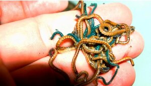 Palolo worms - A Pacific delicacy — The Sirene Project